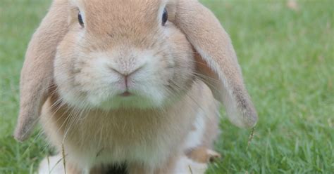 Image result for AVImark Features