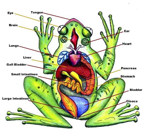 Image result for Female Frog Dissection