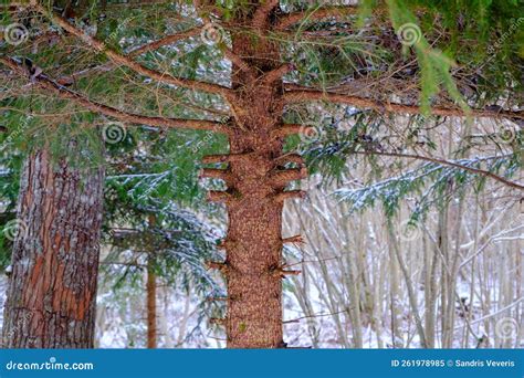 Image result for Rust On Fir Tree Trunk