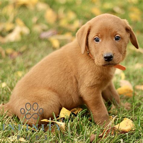 Image result for Fox Red Lab Pups