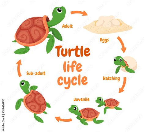 Image result for Turtle Life Cycle Videos