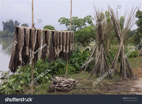 Image result for Jute Processing