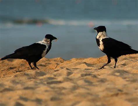 Image result for Crow Types