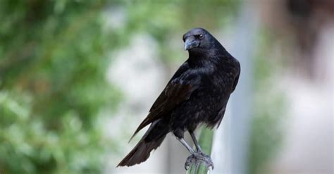 Raven vs Crow Size: How to Tell Them Apart - A-Z Animals
