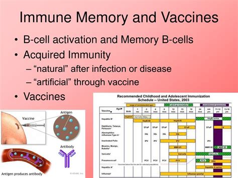 PPT - Immune Memory and Vaccines PowerPoint Presentation, free download ...