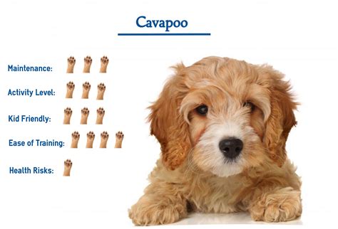 Image result for Cavapoo Dog