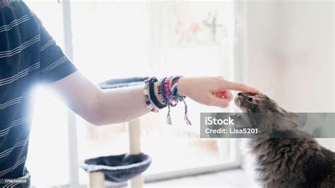 Image result for Cat Training Hand Aggression