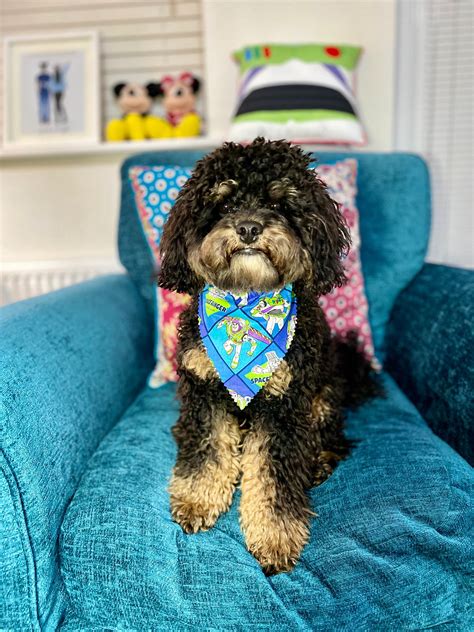 Image result for Cavapoo Yorkie