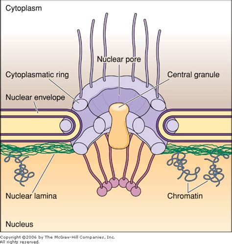 Image result for Nuclear Envelope Localization