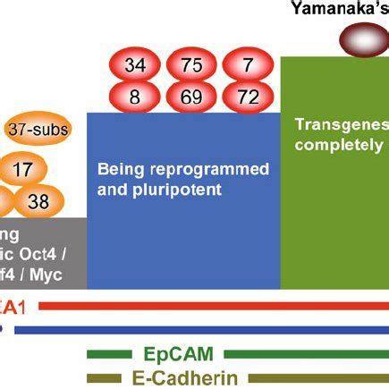 Image result for IPSC Reprogramming