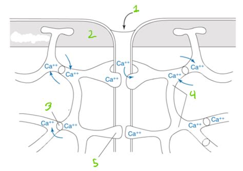 Image result for Label Structures Associated with Excitation-Contraction Coupling