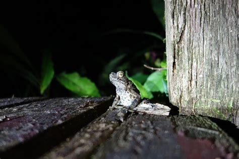 Image result for Tree Lizard Trap