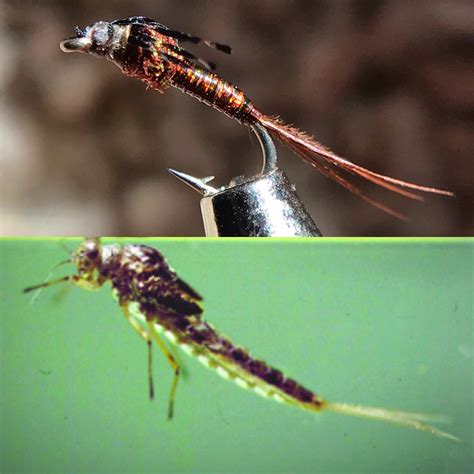 Image result for Mayfly Nymph Fly Patterns