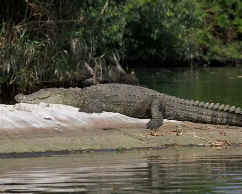 Image result for Alien Mugger