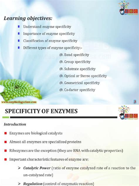 Image result for Exercise 1 Enzyme Specificity