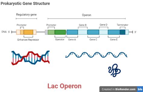 Image result for Lac Operon