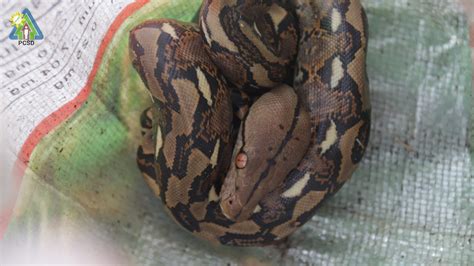 Image result for Philippine Reticulated Python