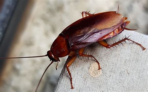 Image result for Cockroach Look Alike