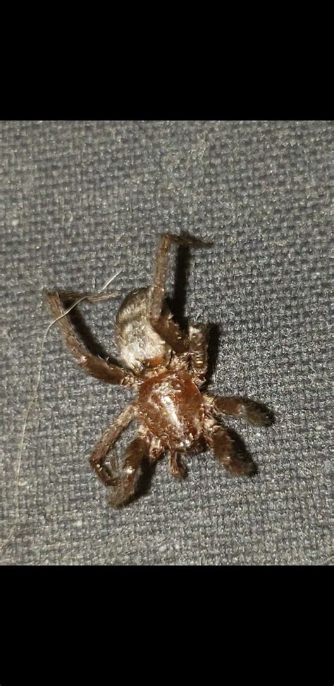 Image result for Identifying Spiders