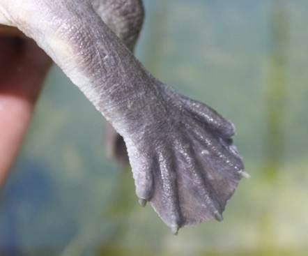 Image result for Long Neck Turtle