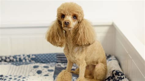 Image result for Dogs Back Legs Shake