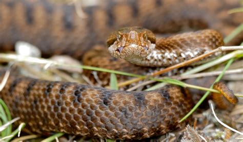 Image result for ASP Insect