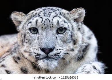 Image result for Snow Leopard Side Face