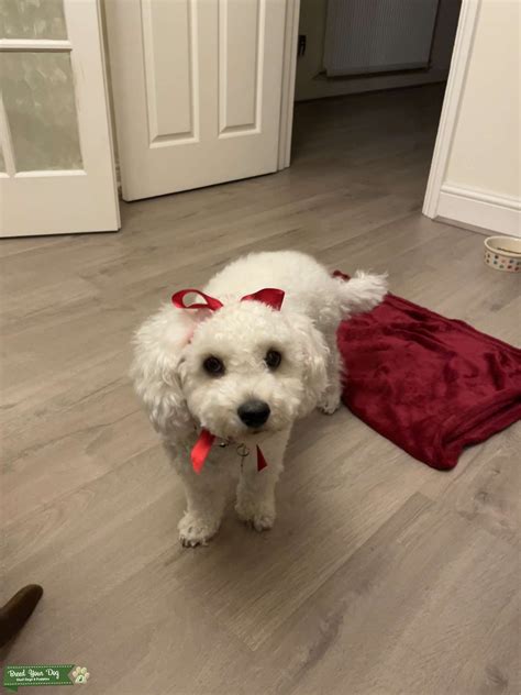 Image result for Cavapoo All White