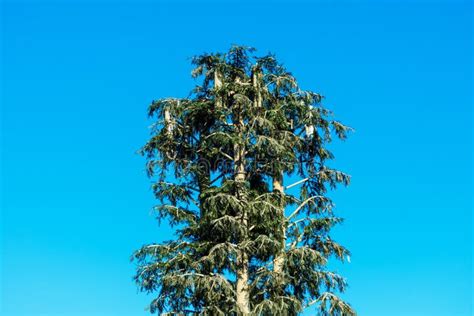 Image result for Fake Tree Cell Tower