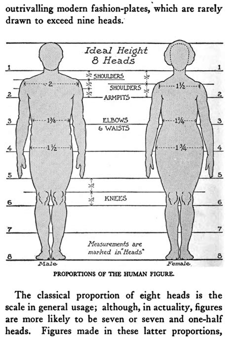 Image result for Proportion Drawing