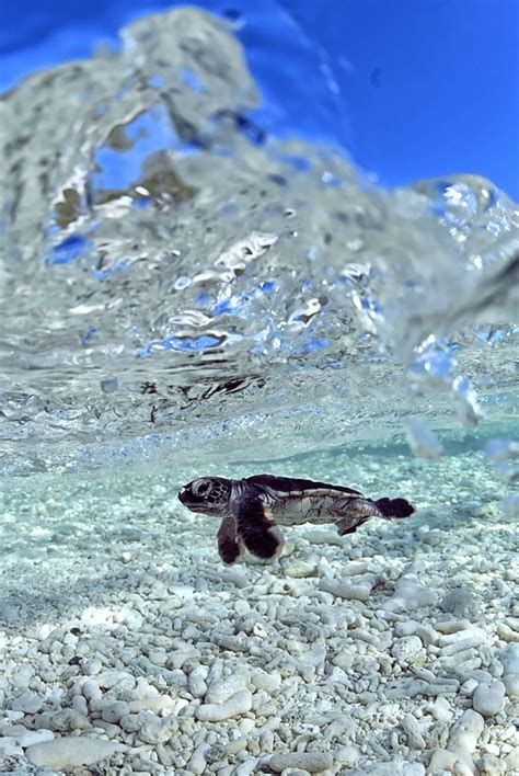Turtle Hatching Season Queensland