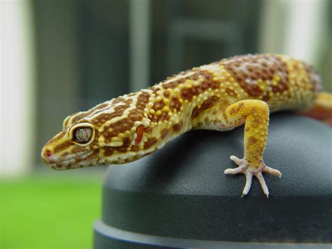 Image result for Leopard Gecko Lizard
