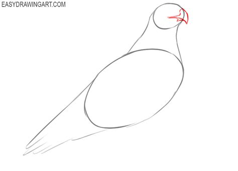 Image result for Hawk Drawing Colors