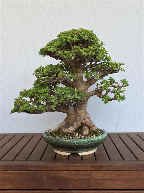 Image result for Creating Bonsia Tree