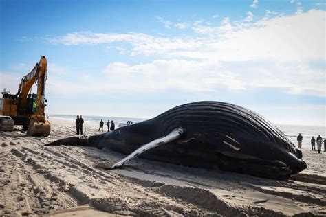 Image result for Whales Exploding When Beached
