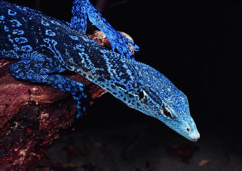 Monitor Lizard | Animal Kingdom