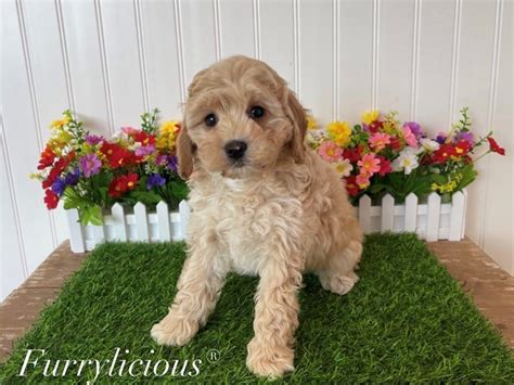Image result for Male Cavapoo