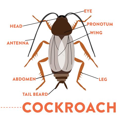 Image result for Cockroach Special Features