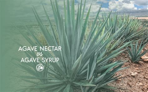 Agave Nectar VS Agave Syrup | The One Important Difference