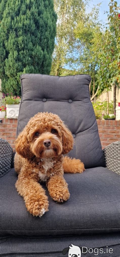 Image result for Red Toy Cavapoo