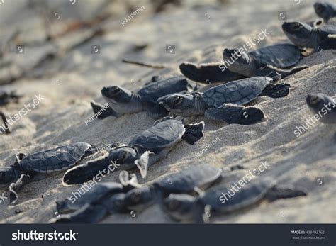 Image result for Turtle Hatching