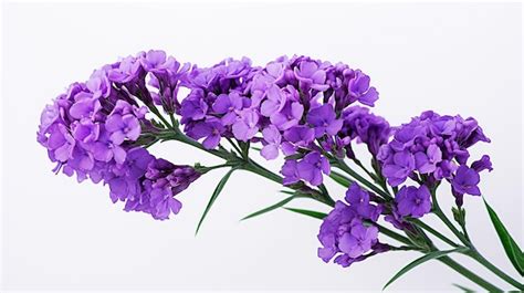 Image result for Status Flower