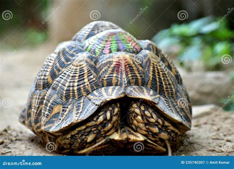 Image result for Empty Turtle Shell