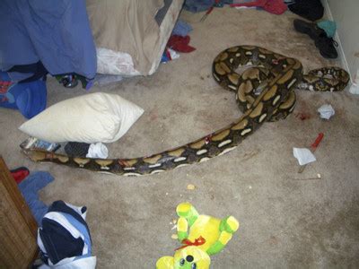 Image result for Python Attack Und Kids