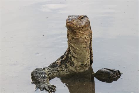 Image result for Water Monitor Lizard