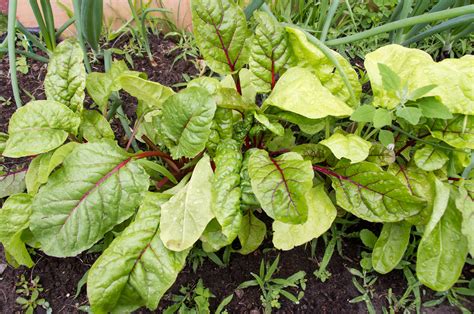 Image result for Beet Varieties for Containers