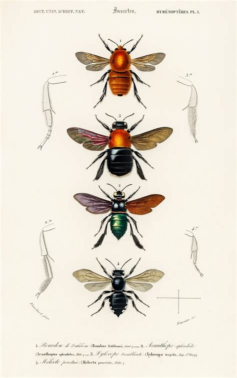 Image result for All Types of Insects