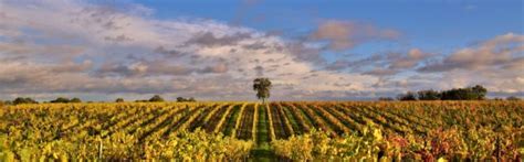 Image result for Besson Amine