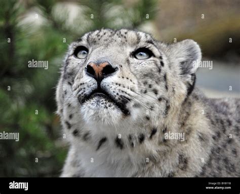 Image result for Snow Leopard Looking Forward