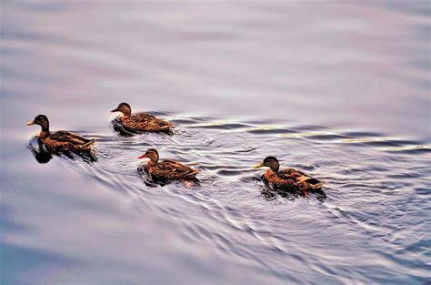 Image result for Spring Ducklings